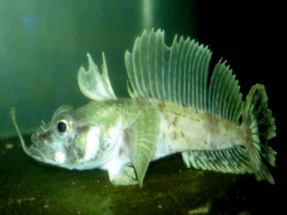 Laboratorio di Biologia Evolutiva e Citogenetica | Disva