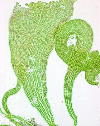 Laboratorio di botanica marina | DISVA